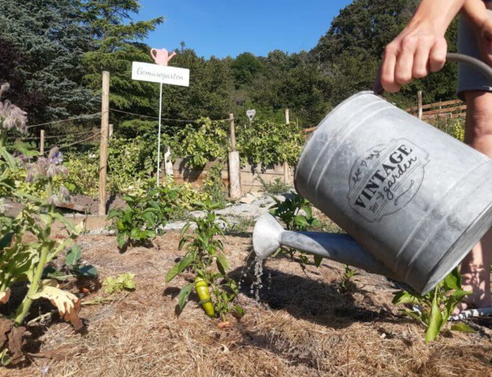 Blumen-Schotter-Rasen - Naturschwärmerei
